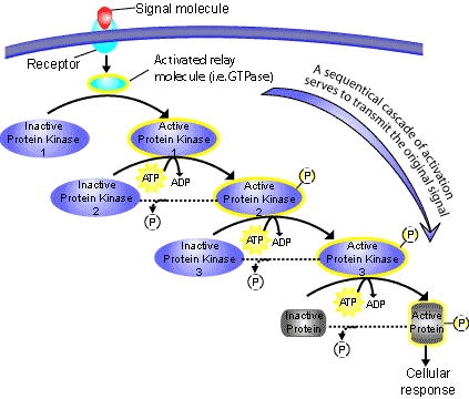 An introduction to signal transduction : 네이버 블로그